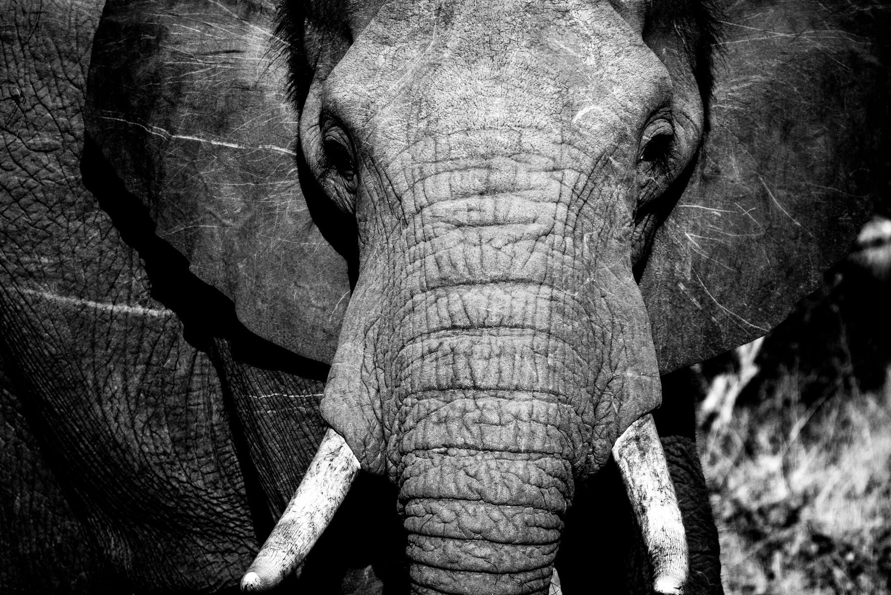 Photos & Videos > Wildlife & landscapes | Singita