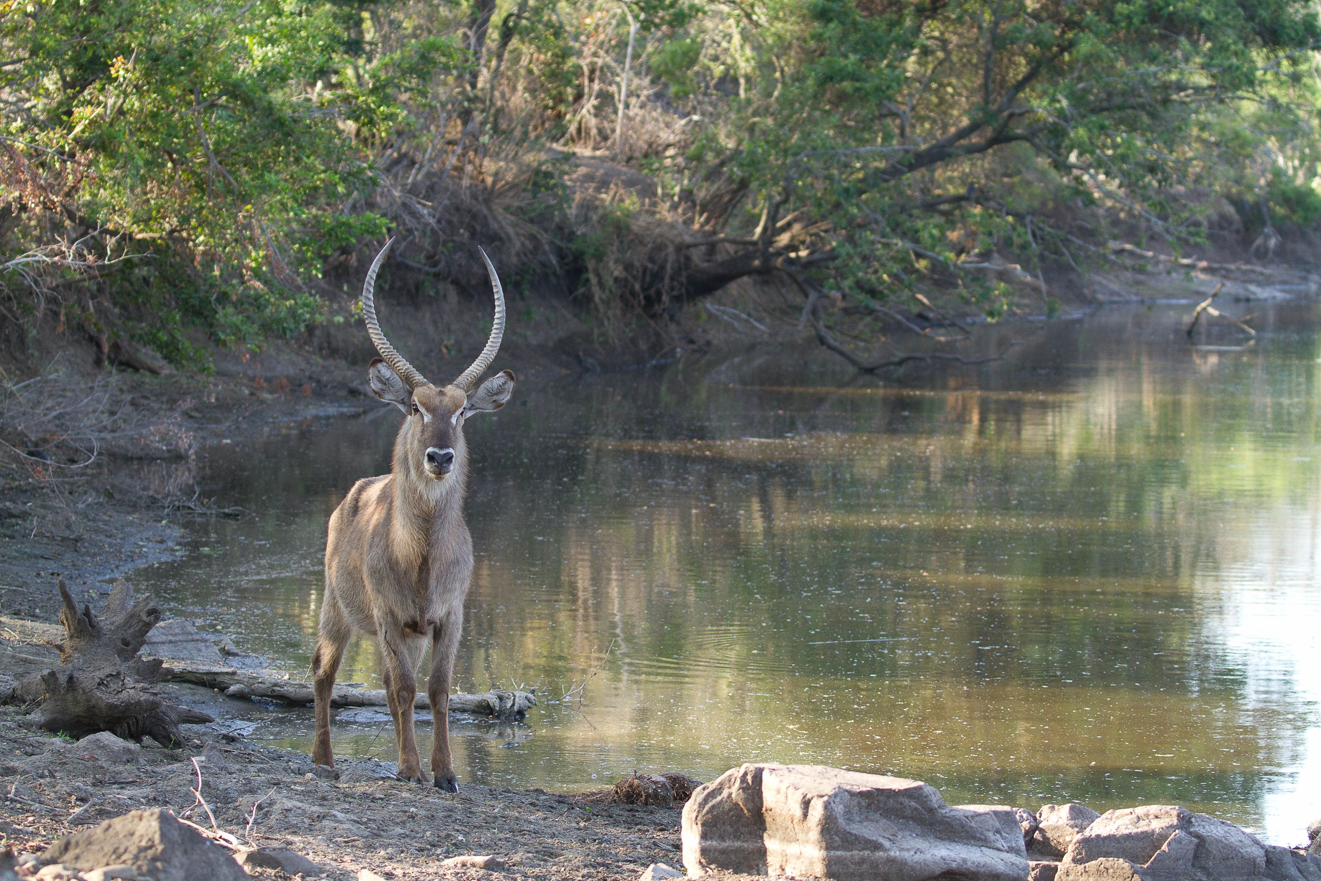 Photos & Videos > Wildlife & landscapes | Singita